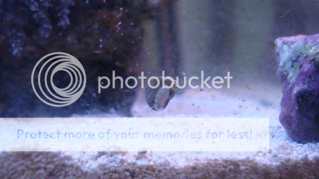 Baby Turbo Snail - Reef Central Online Community