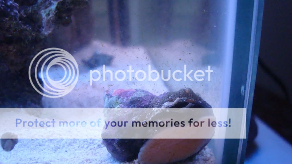 Baby Turbo Snail - Reef Central Online Community